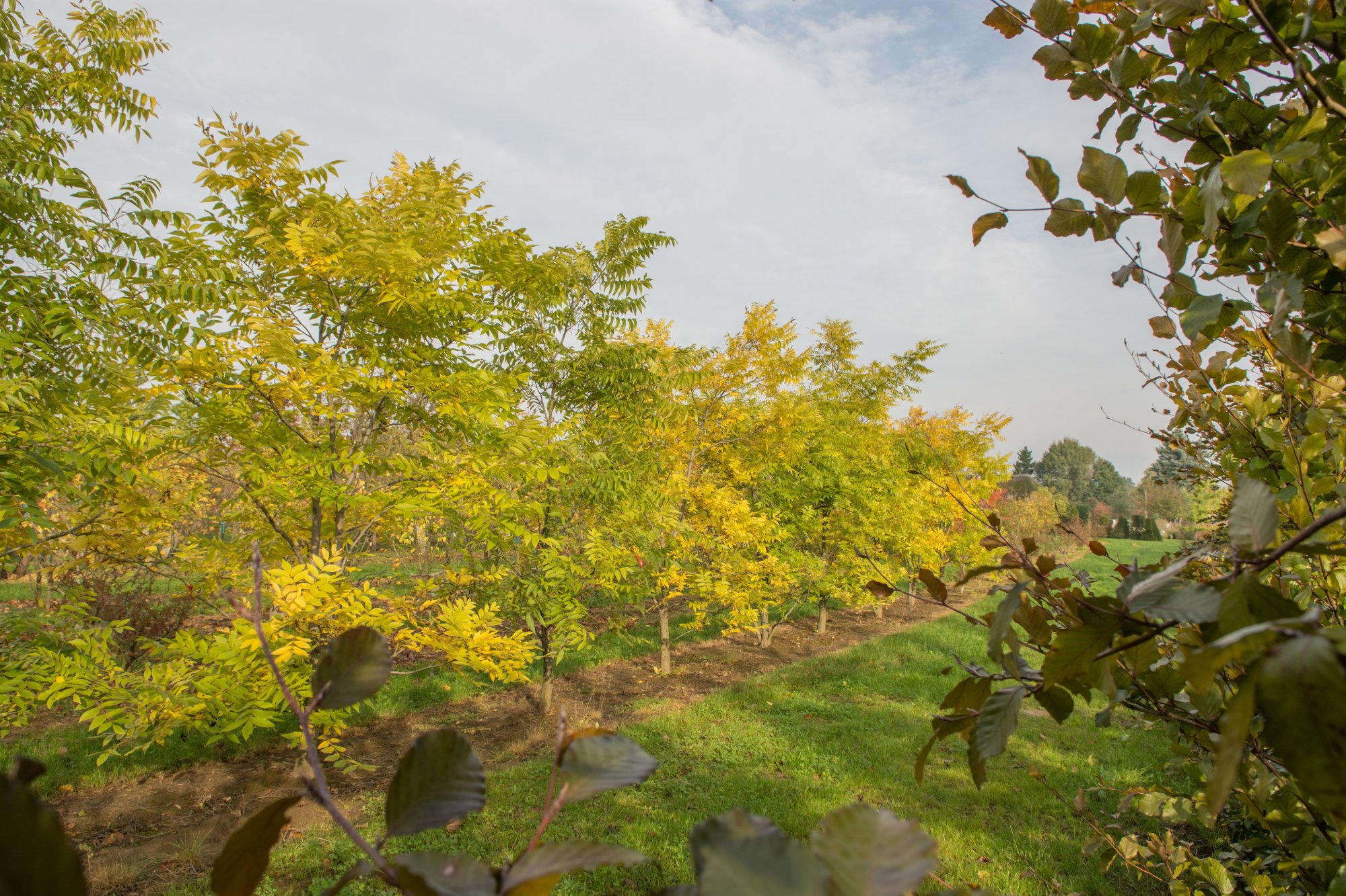 The role of trees in food forests | Ebben Tree Nursery