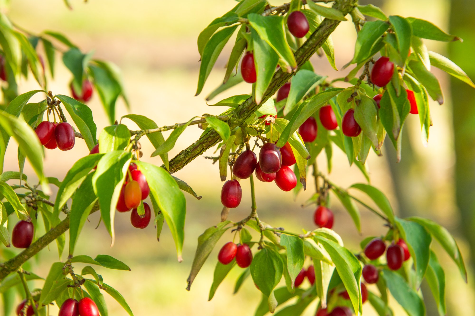 Tree of the month: Cornus mas | Ebben Tree Nursery