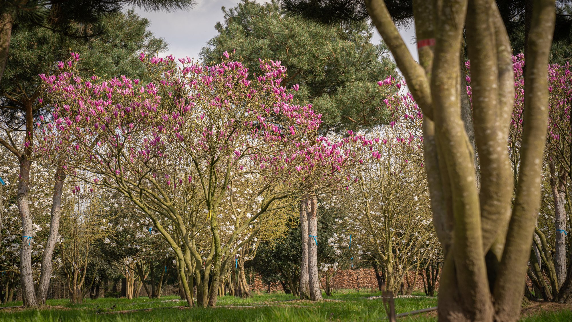Tree of the month: Magnolia 'Susan' | Ebben Tree Nursery