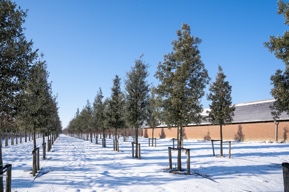Der richtige Zeitpunkt zum Roden von Bäumen | Ebben Tree Nursery