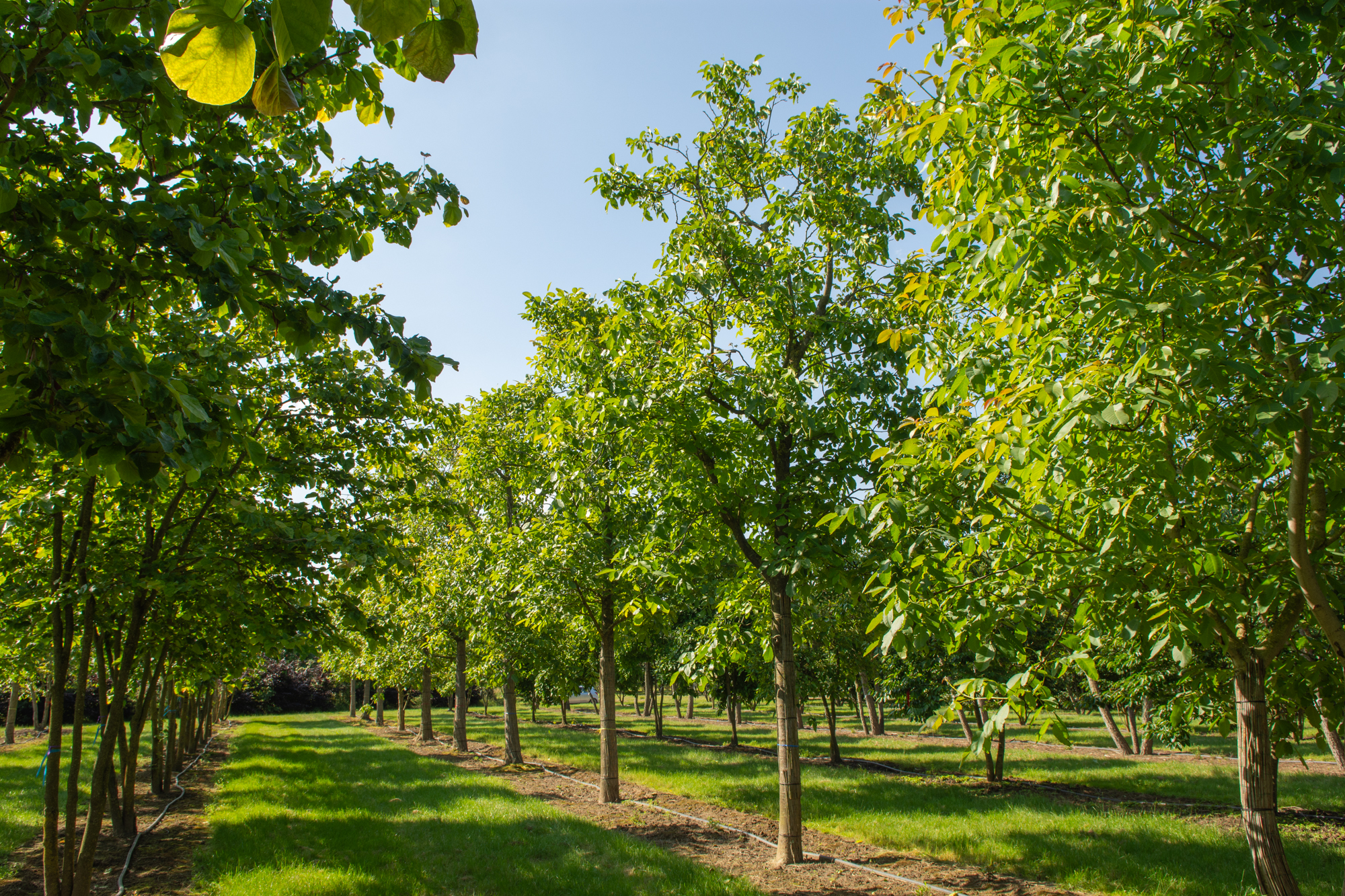 Le rôle des arbres dans les forêts nourricières | Ebben Tree Nursery
