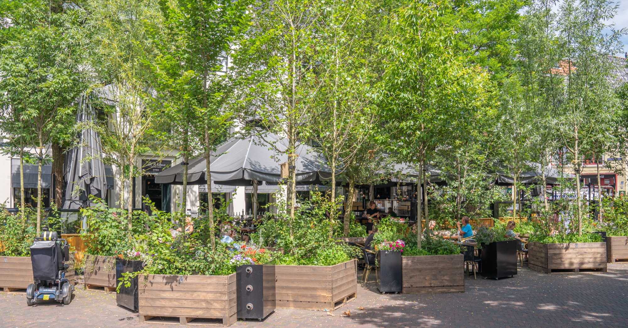 The cooling capacity of trees | Ebben Tree Nursery