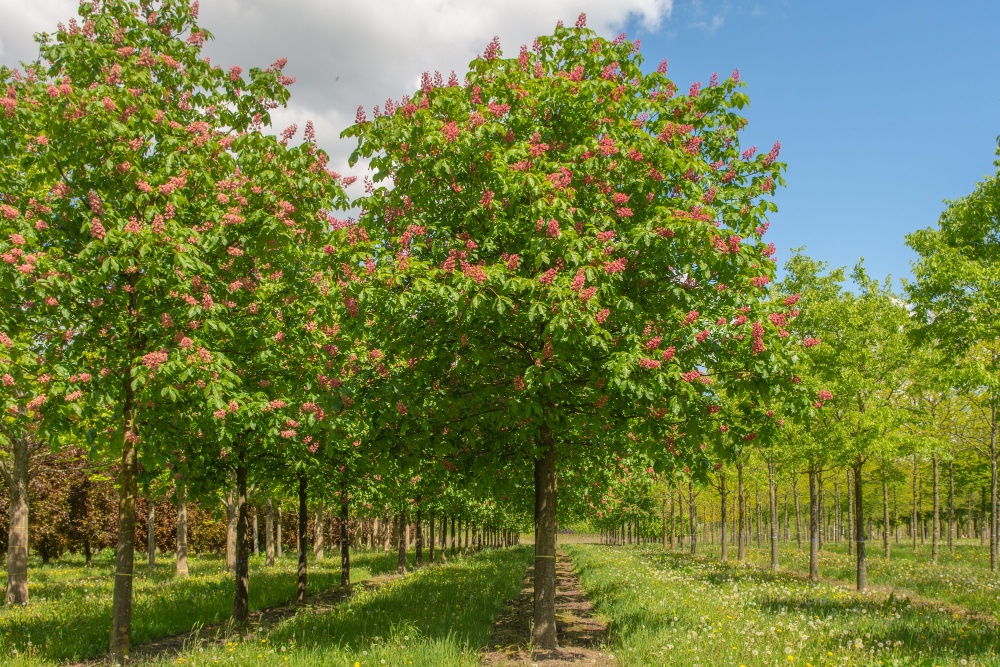 Boom van de maand: Aesculus x carnea ‘Briotii’ | Ebben Tree Nursery