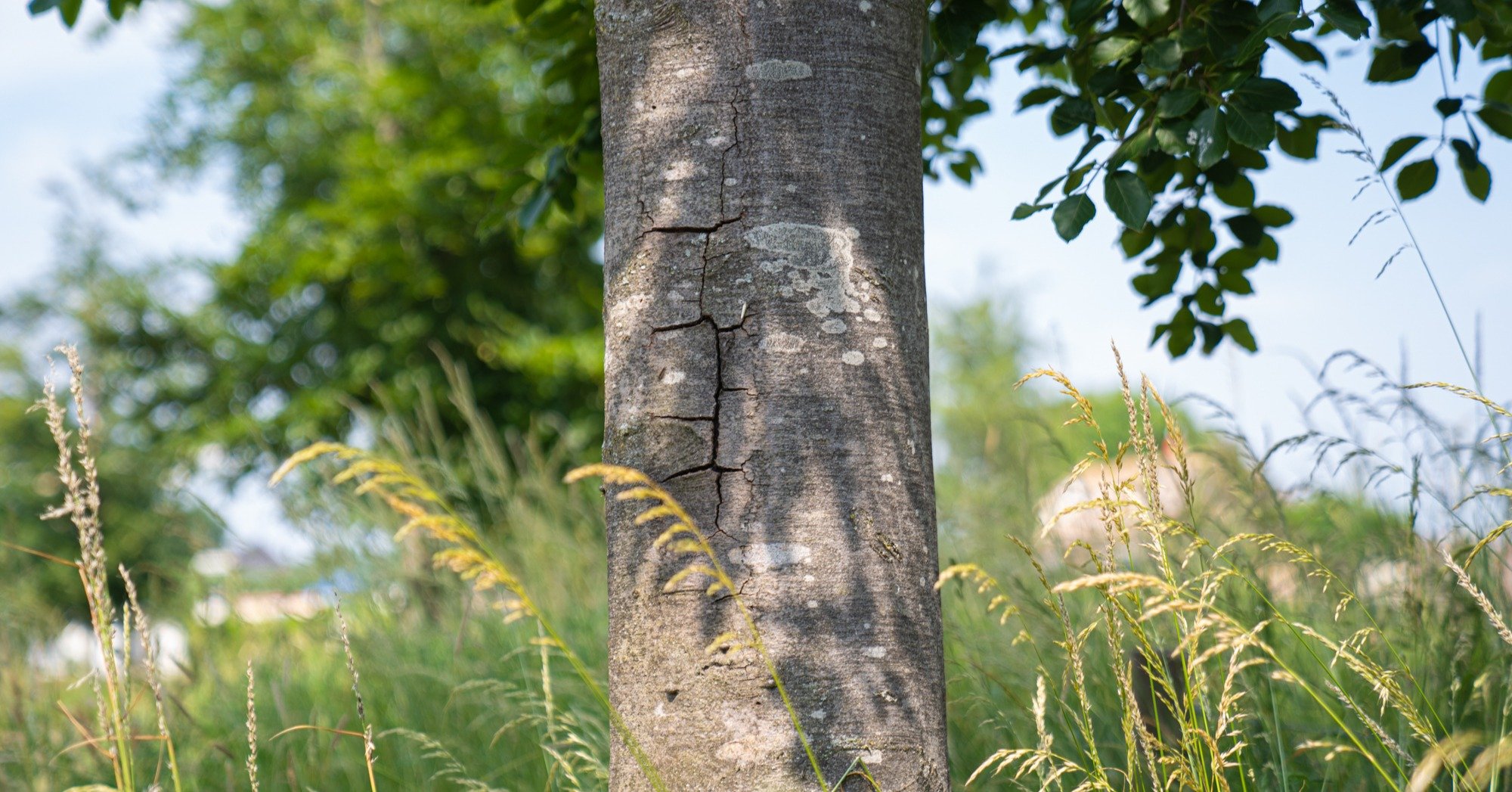 Trees also need sunscreen | Ebben Tree Nursery