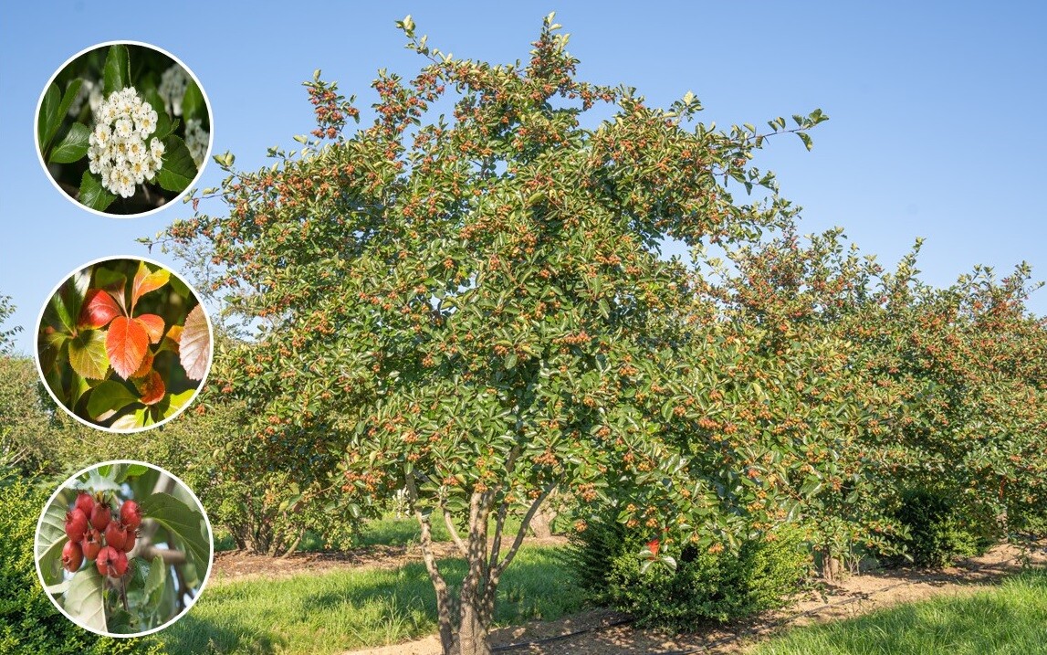 Tree in the spotlight: Crataegus x persimilis 'Splendens' | Ebben Tree ...