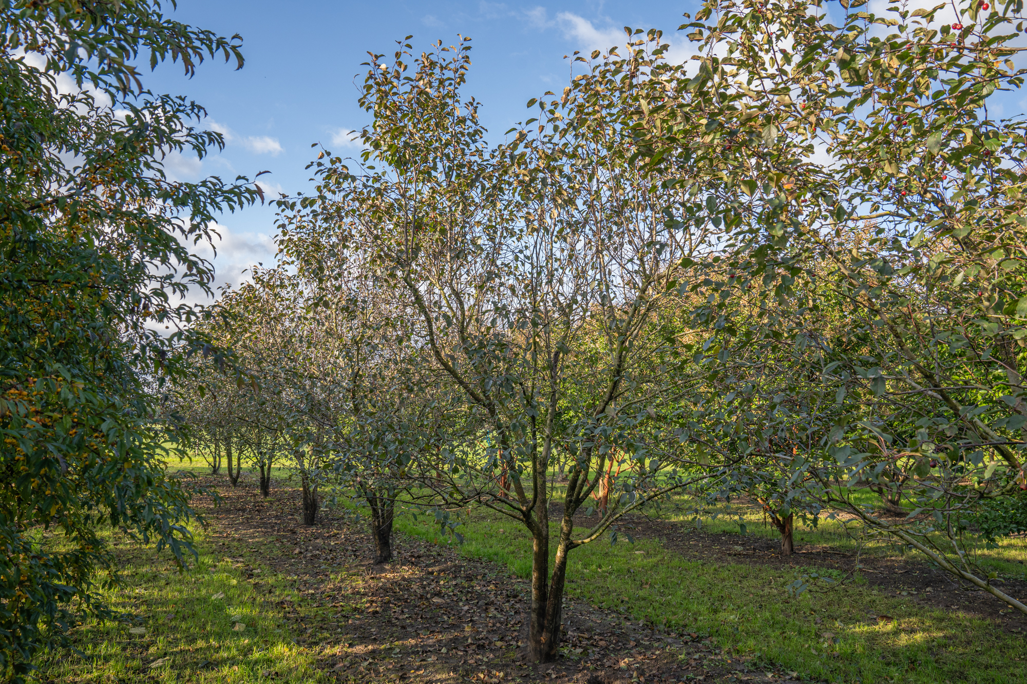 Boom van de maand: Malus 'Mokum' | Ebben Tree Nursery