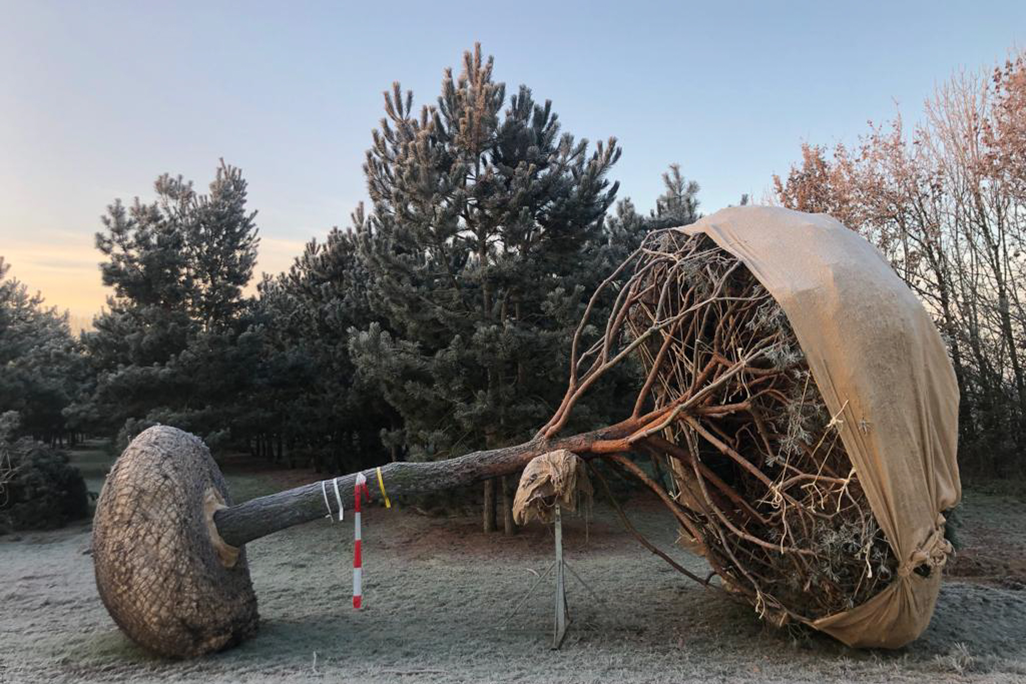 Der richtige Zeitpunkt zum Roden von Bäumen | Ebben Tree Nursery