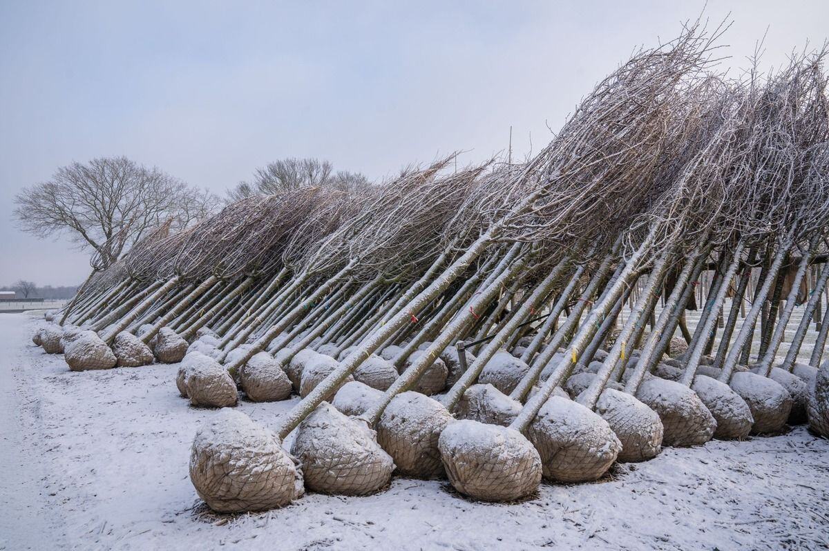 Planting trees in cold and wintry conditions | Ebben Tree Nursery