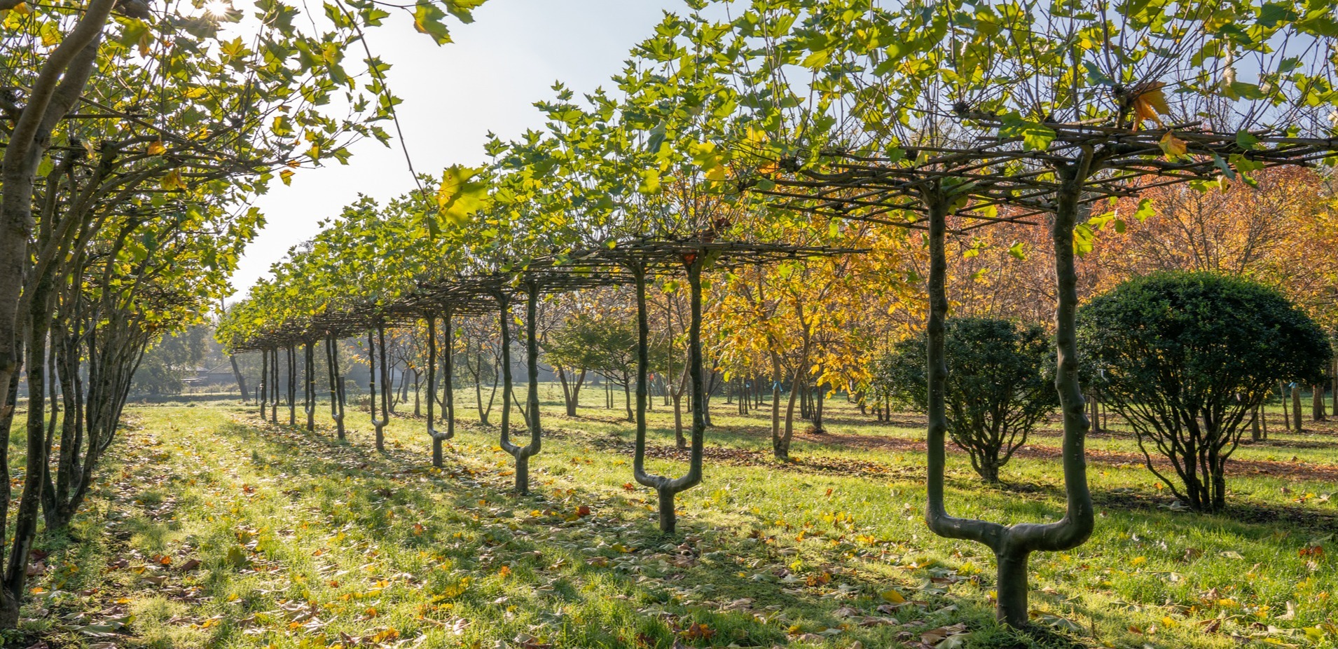 Topiary: unique forms, countless possibilities | Ebben Tree Nursery