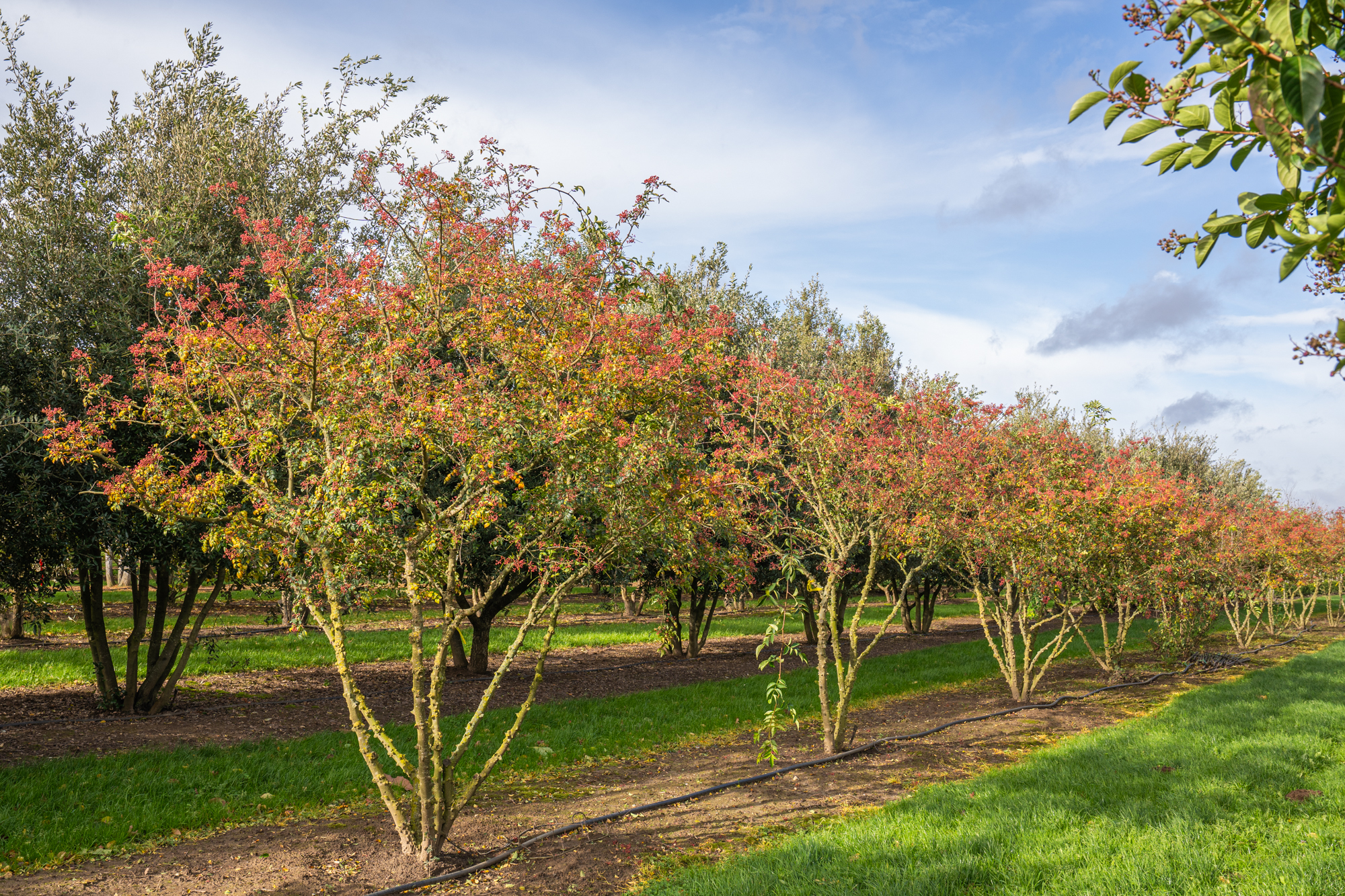 Fruitbomen in tuin en openbare ruimte: praktische tips | Boomkwekerij Ebben