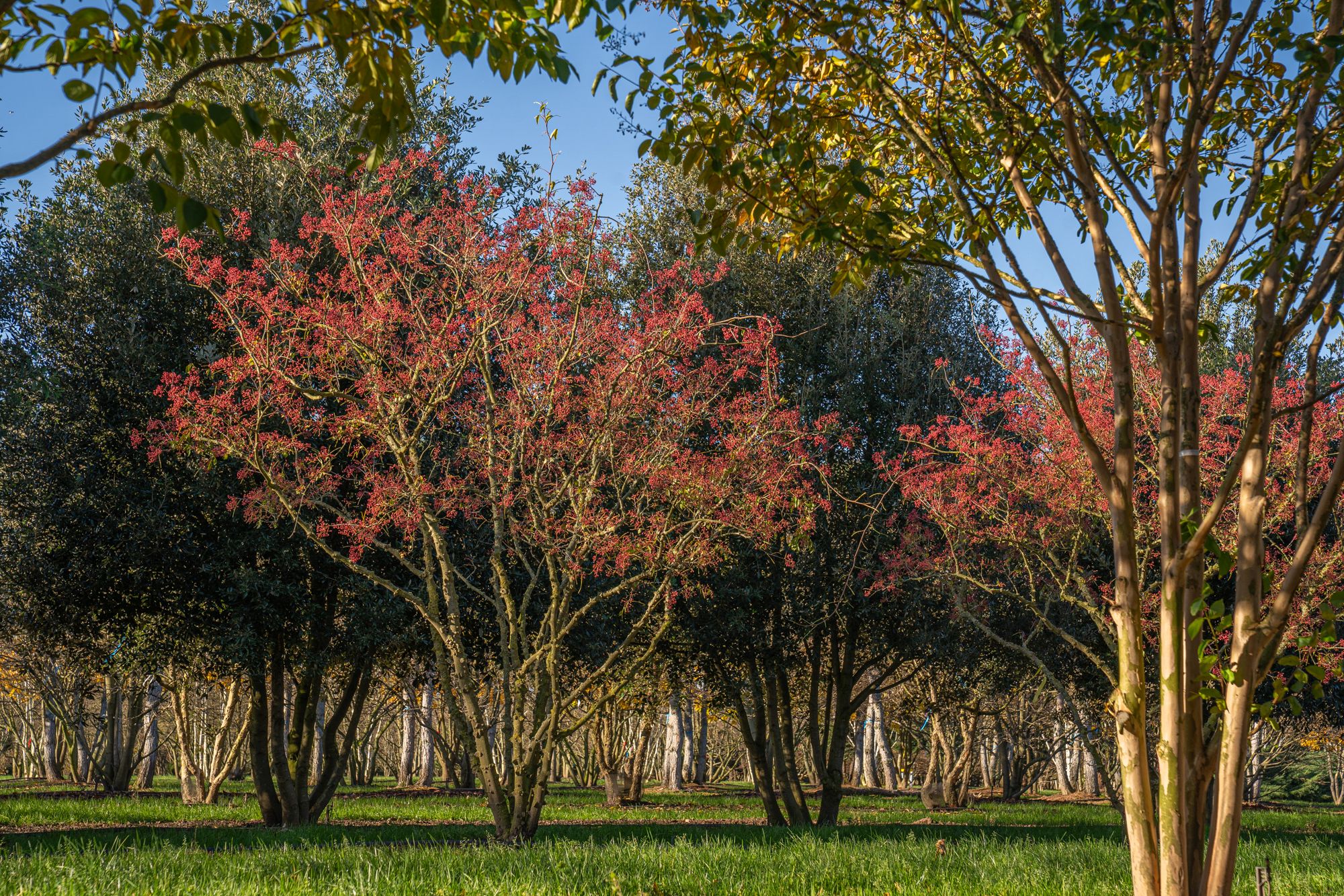 Boom van de maand: Zanthoxylum simulans | Ebben Tree Nursery