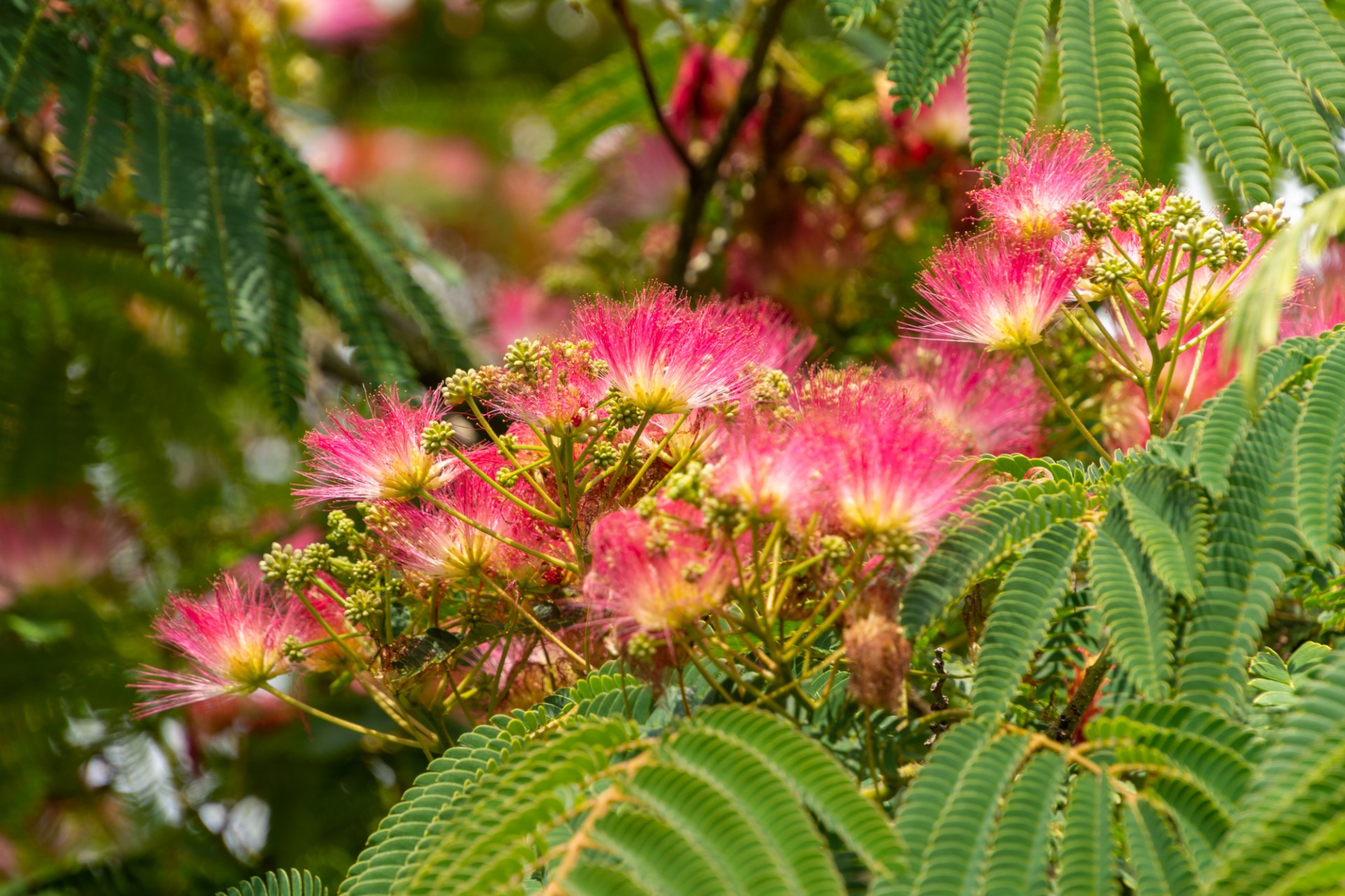 Boom van de maand: Albizia julibrissin | Ebben Tree Nursery
